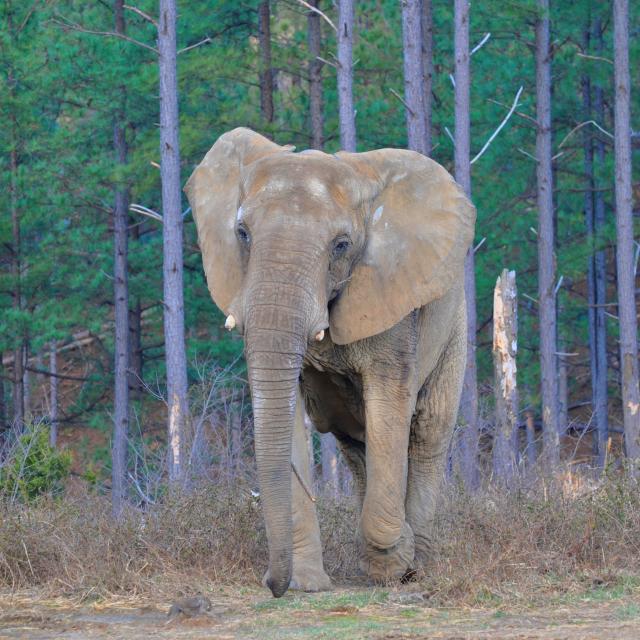 Flora - The Elephant Sanctuary in Tennessee