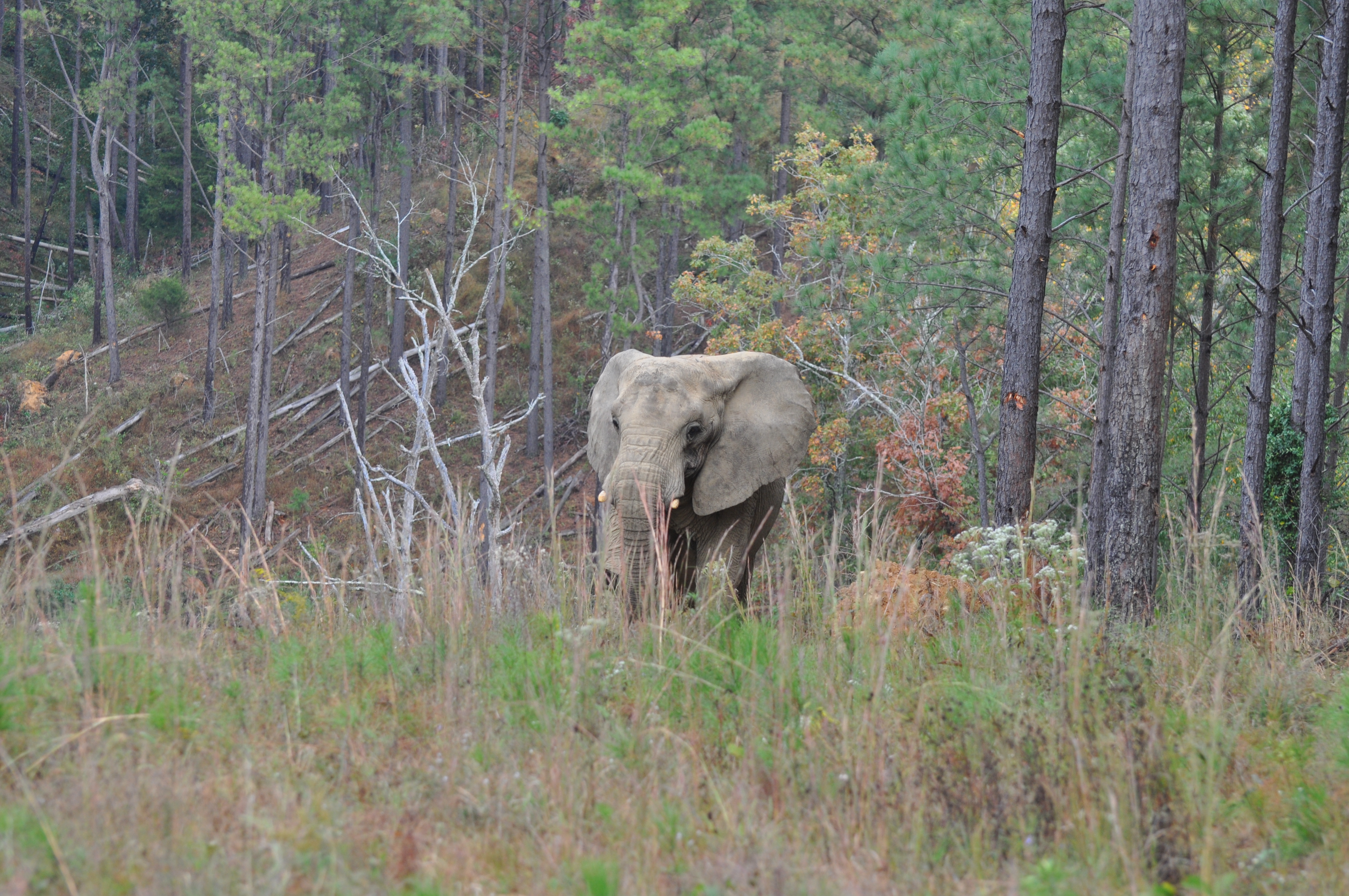 Fall at The Sanctuary - EleNotes - The Elephant Sanctuary in Tennessee