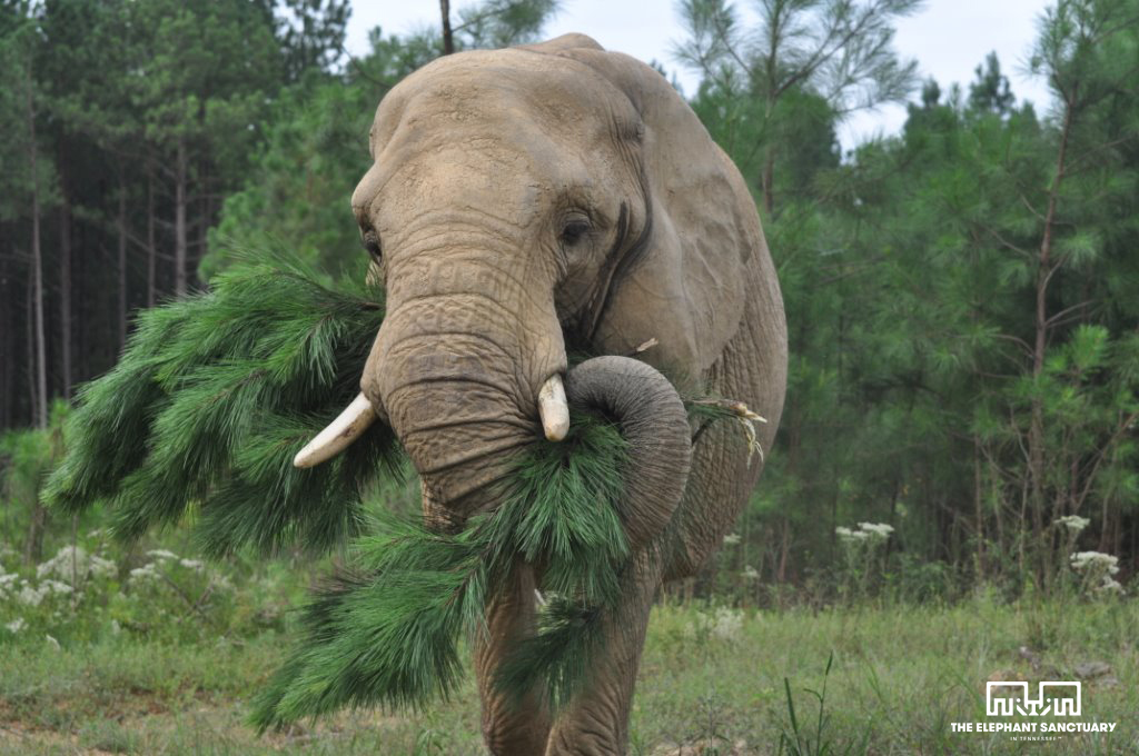 Local Tree Trimmings to Feed The Sanctuary’s Elephants - EleNotes - The ...