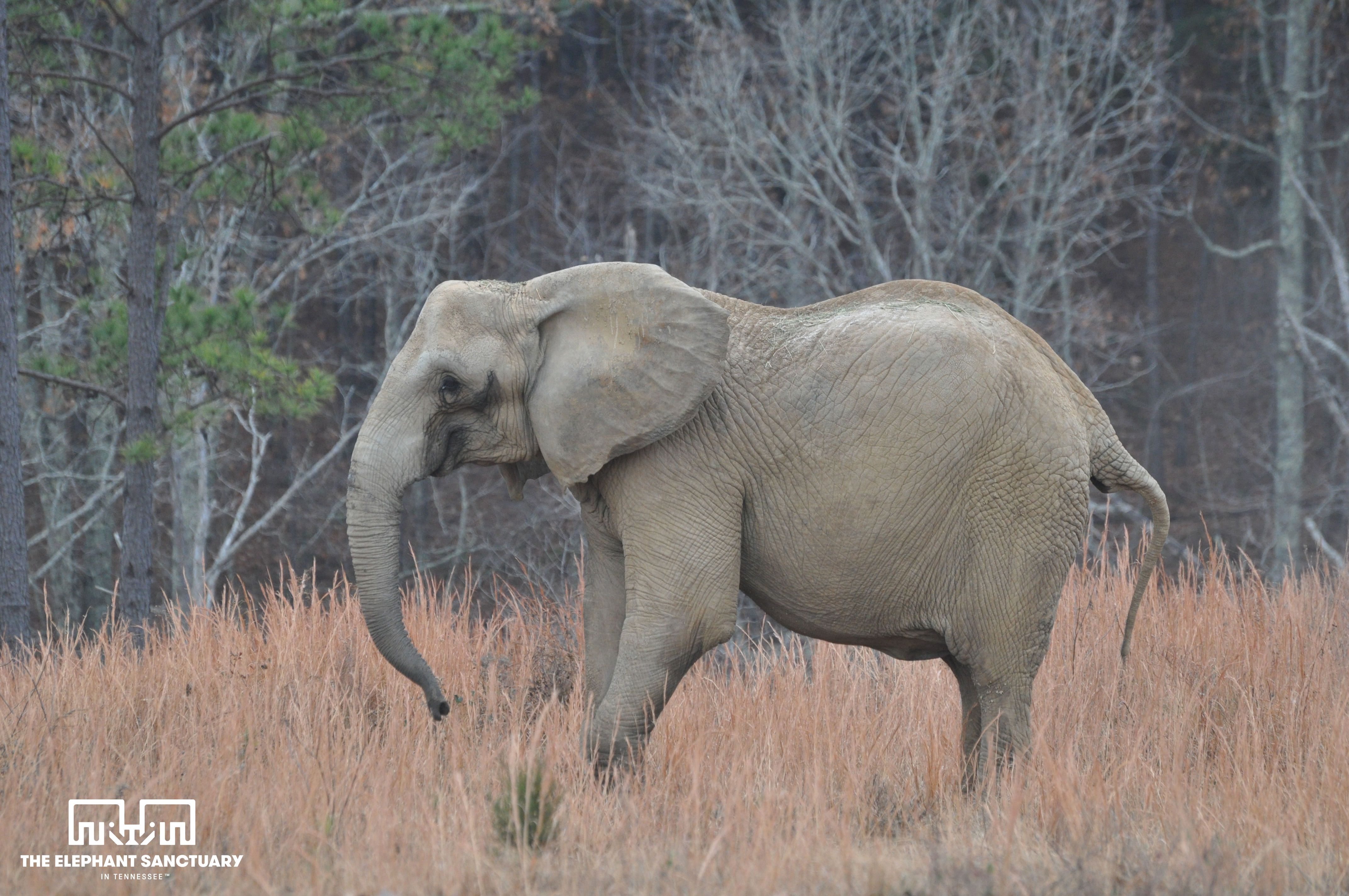 Elephant Habitat Tennessee at Betty Crosby blog